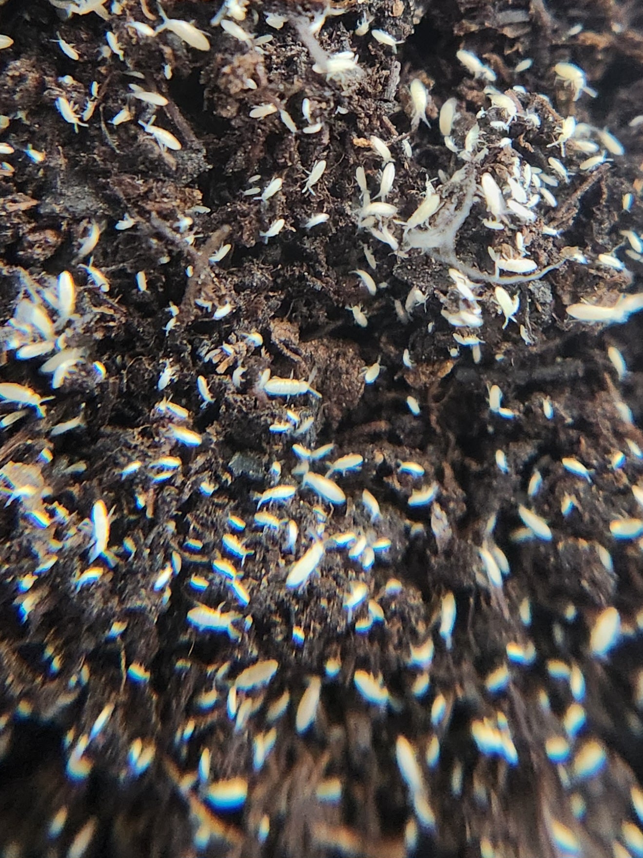 Can Different Species of Springtails Be Mixed Together ? – IHEARTBUGS, INC.