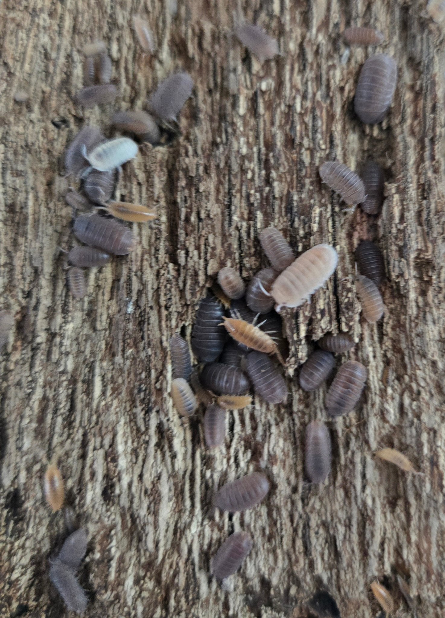 Cohabitating Isopods - Is it safe to mix isopods? – IHEARTBUGS, INC.