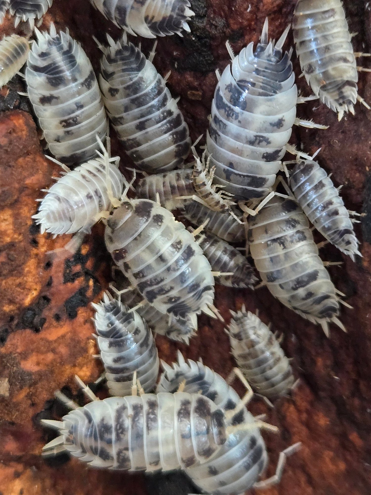 The Best Facts and Care Sheet for Dairy Cow Isopods – IHEARTBUGS, INC.