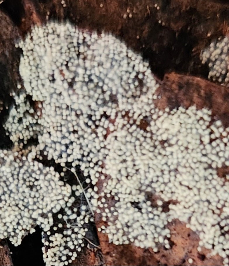 Flower Pot Fungus in Reptile Terrariums – IHEARTBUGS, INC.