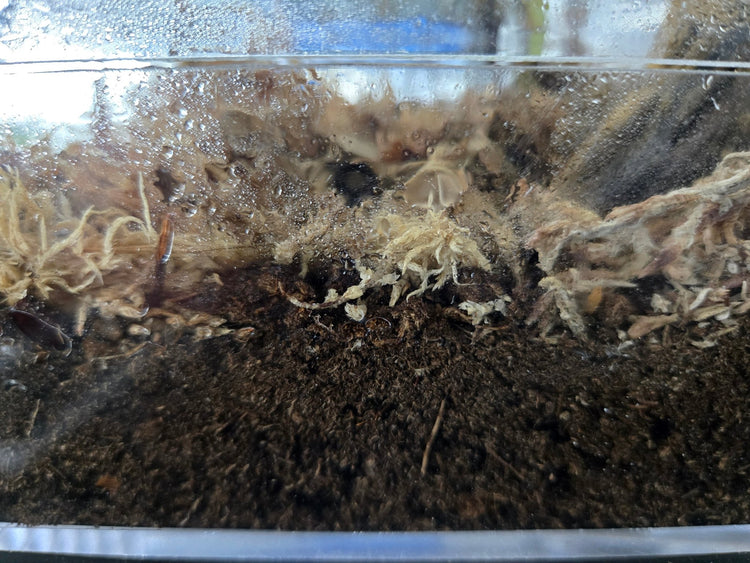 Jumping Spider Bioactive Enclosure – IHEARTBUGS, INC.