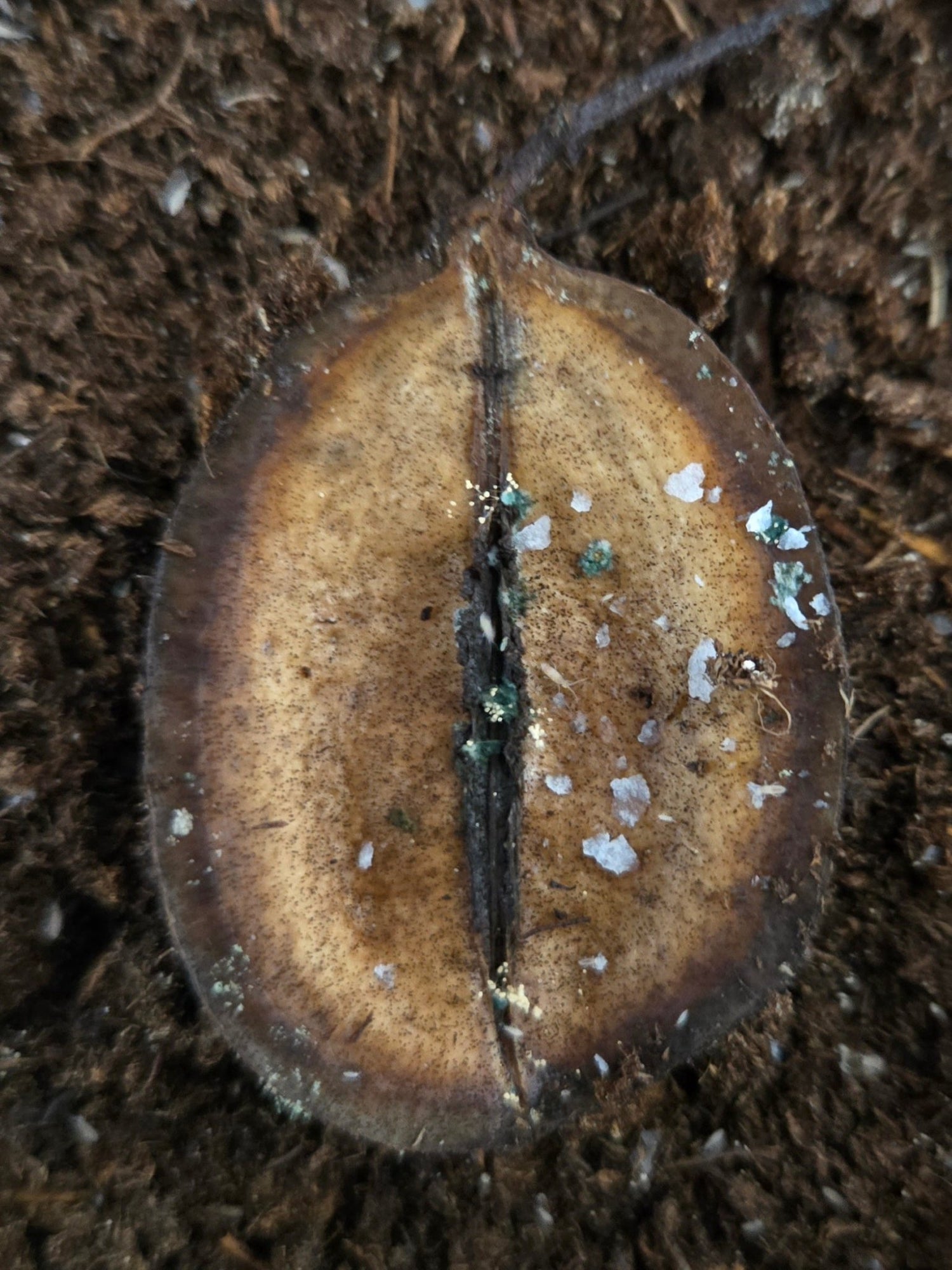 Mold In Bioactive Enclosures, Isopod Bins, and Terrariums – IHEARTBUGS ...