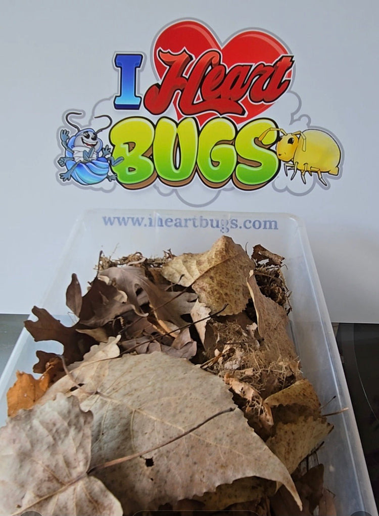 Troubleshooting Common Isopod Problems – IHEARTBUGS, INC.