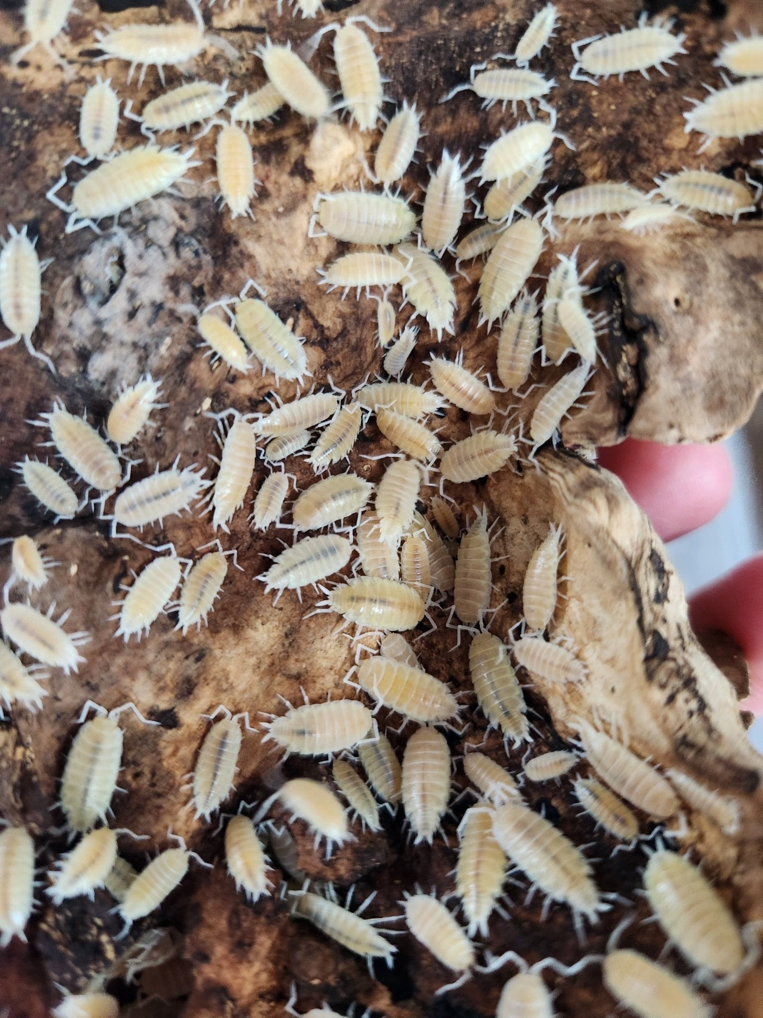 Discount Clean-Up Crew Isopods – IHEARTBUGS, INC.