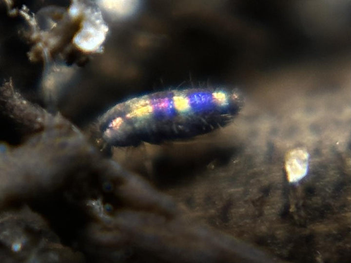 Buy Arid Springtails, Desert Springtails, Humid Springtails ...