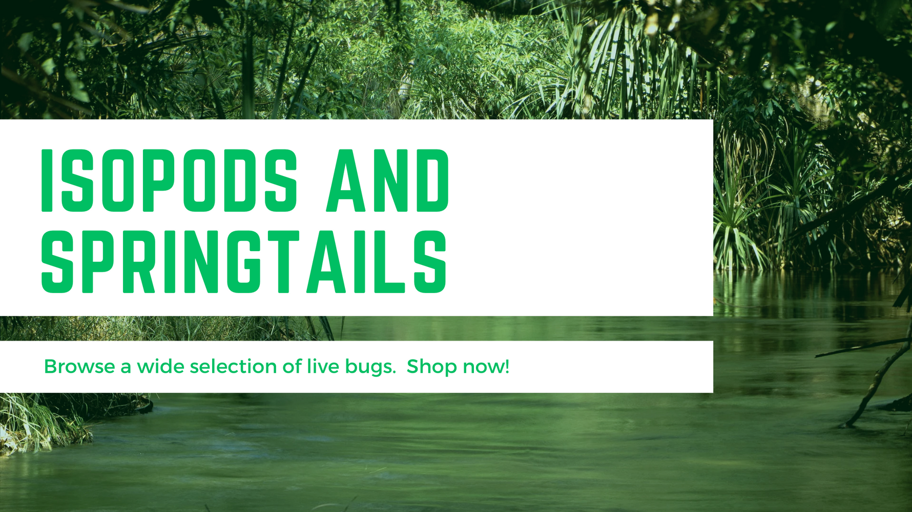 Isopods for sale & Springtails for sale | I Heart Bugs – IHEARTBUGS, INC.