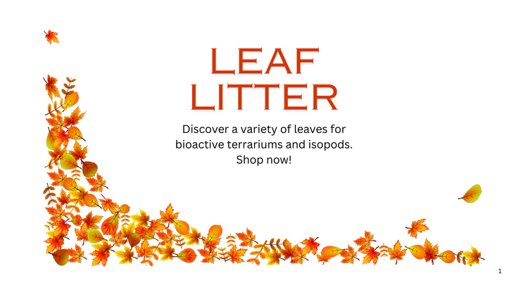 Isopods for sale & Springtails for sale | I Heart Bugs – IHEARTBUGS, INC.