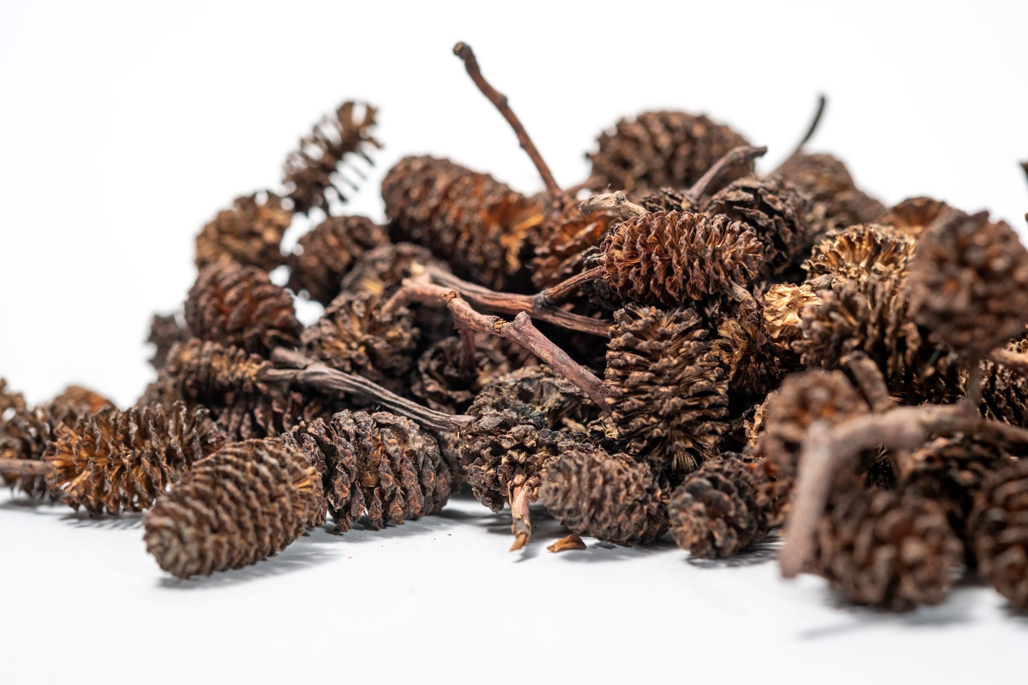 Alder Cones For High Tannins in Aquarium. Aquatic Botanical ...