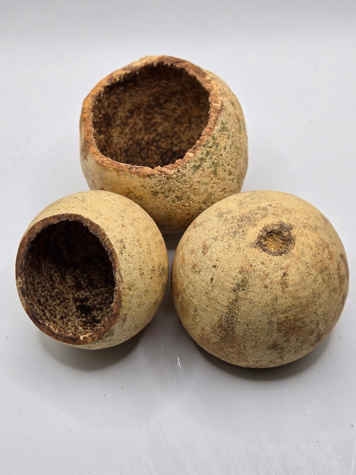 Isopods for sale & Springtails for sale | I Heart Bugs – IHEARTBUGS, INC.