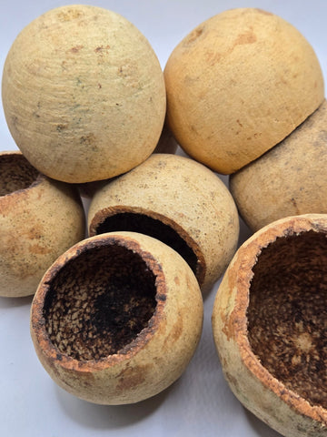 Isopods for sale & Springtails for sale | I Heart Bugs – IHEARTBUGS, INC.