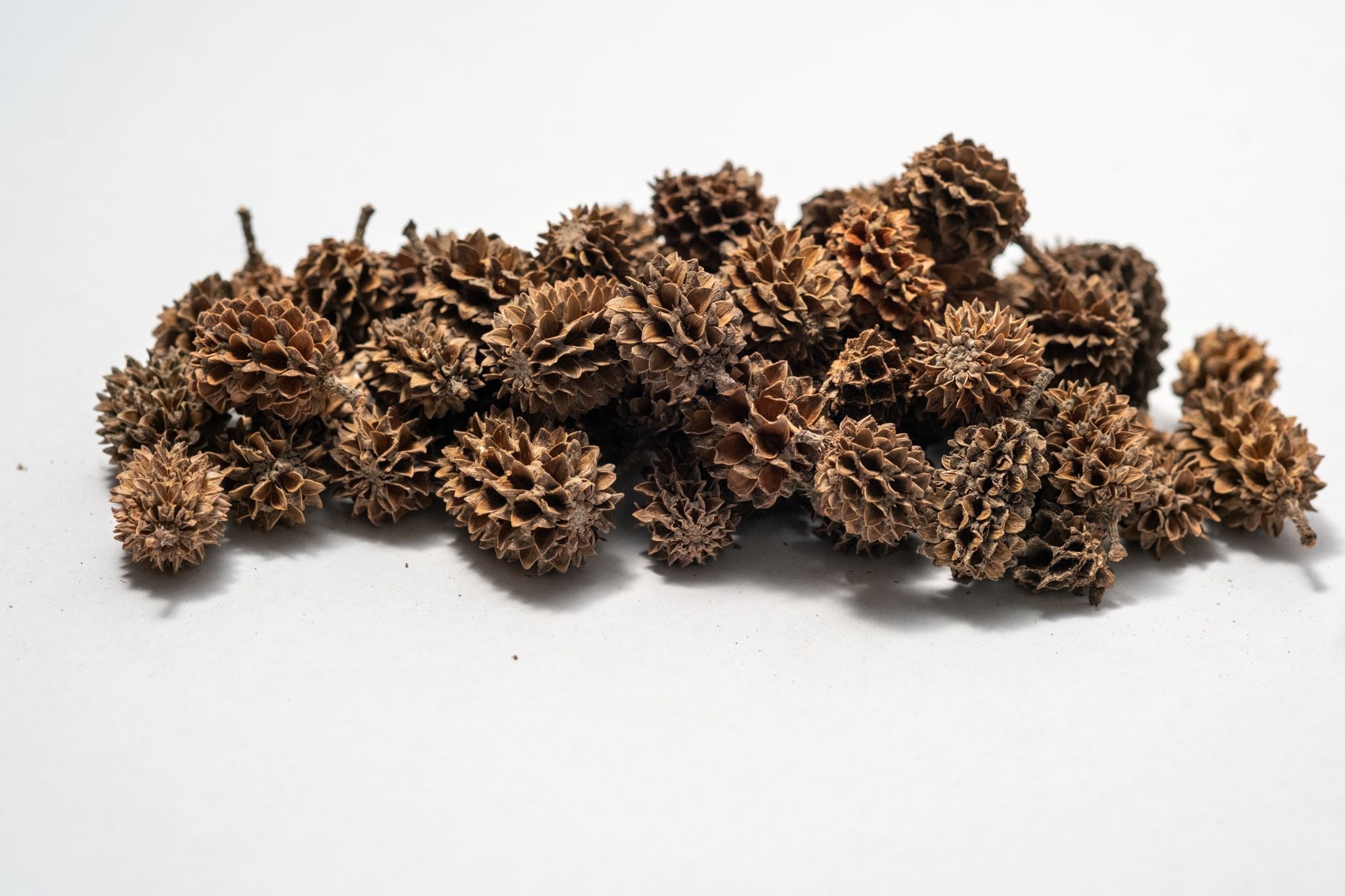 Casuarina Seed Pod Cone Botanicals for Aquarium and Shrimp – IHEARTBUGS ...