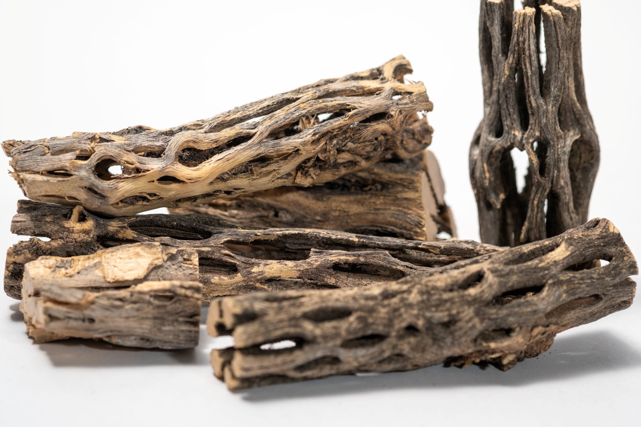 Buy Cholla Wood for Invertebrates and Reptiles – IHEARTBUGS, INC.