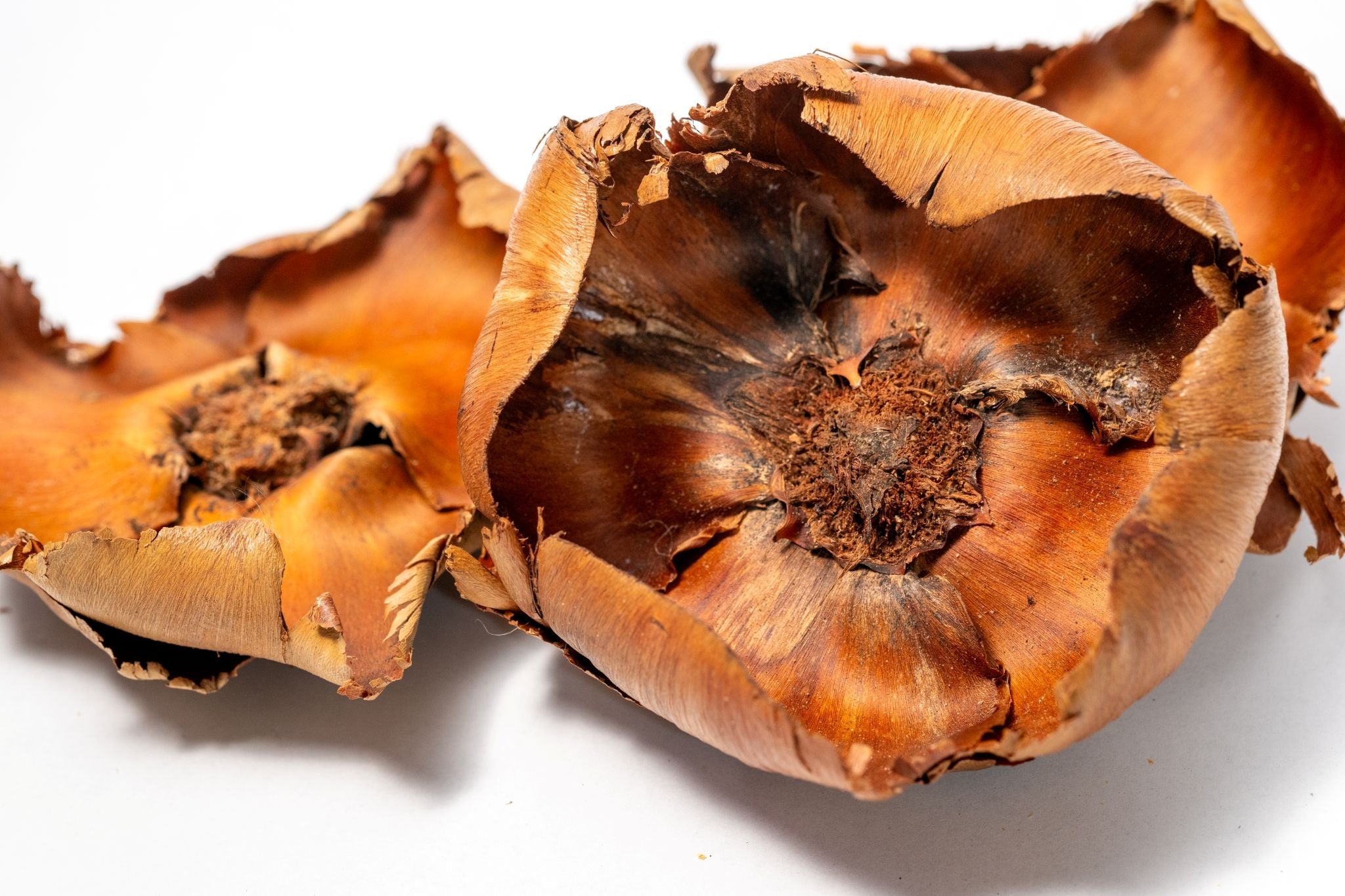 Dried Coco Flower Caps | Biofilm for Plecos – IHEARTBUGS, INC.