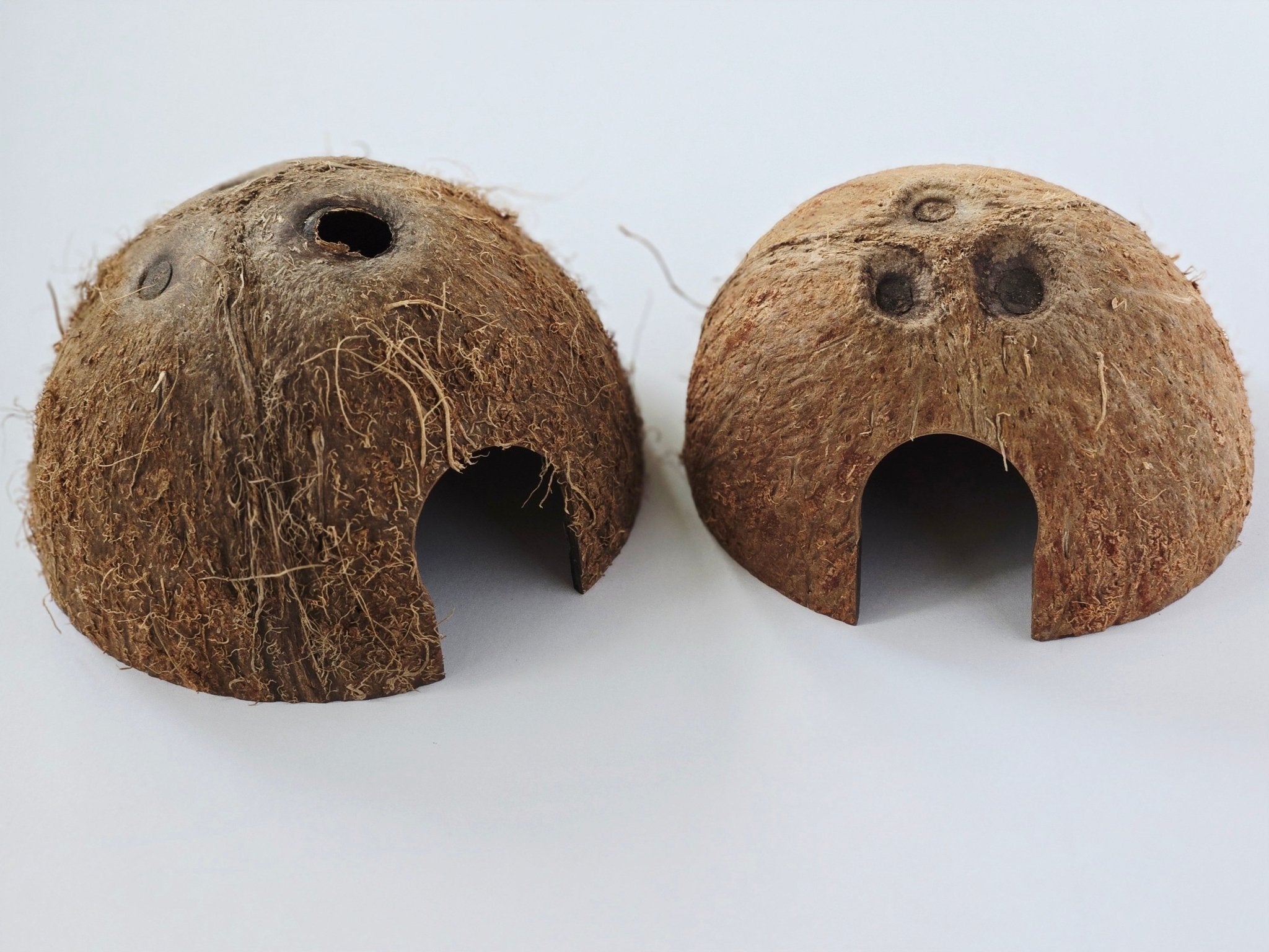 Coconut Hut | Coconut Cave | Cocohut | Betta Fish Hides – IHEARTBUGS, INC.