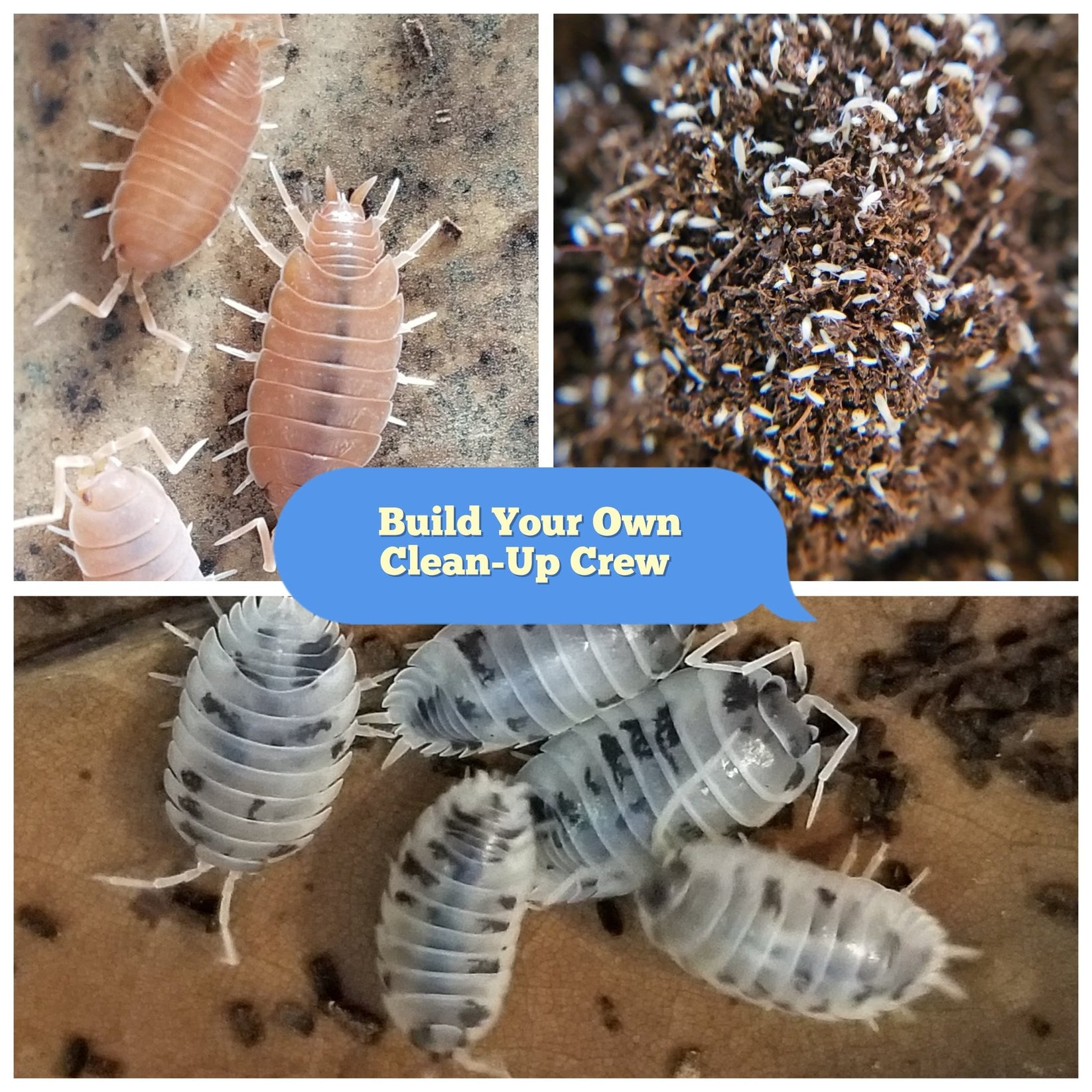 Create Your Own Clean-Up Crew Pack – IHEARTBUGS, INC.