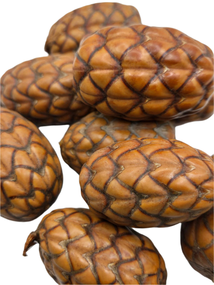 Isopods for sale & Springtails for sale | I Heart Bugs – IHEARTBUGS, INC.