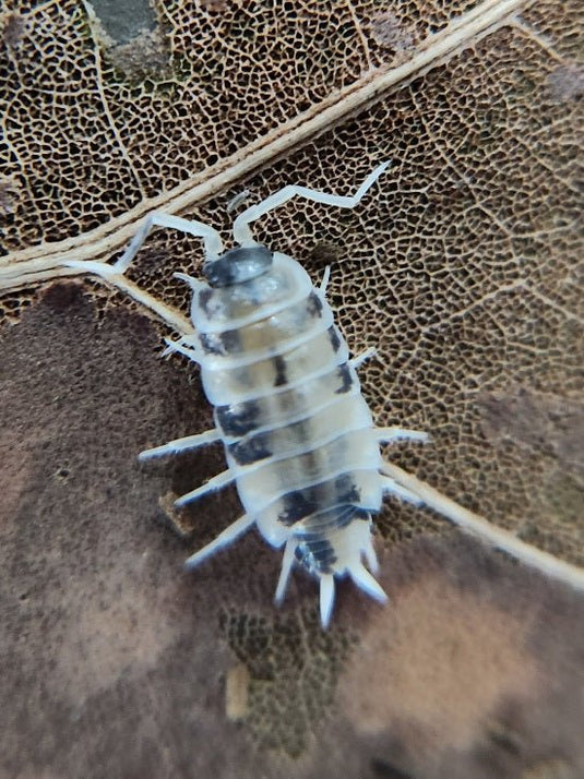 Safe Isopods and Springtails for Your Terrarium – IHEARTBUGS, INC.