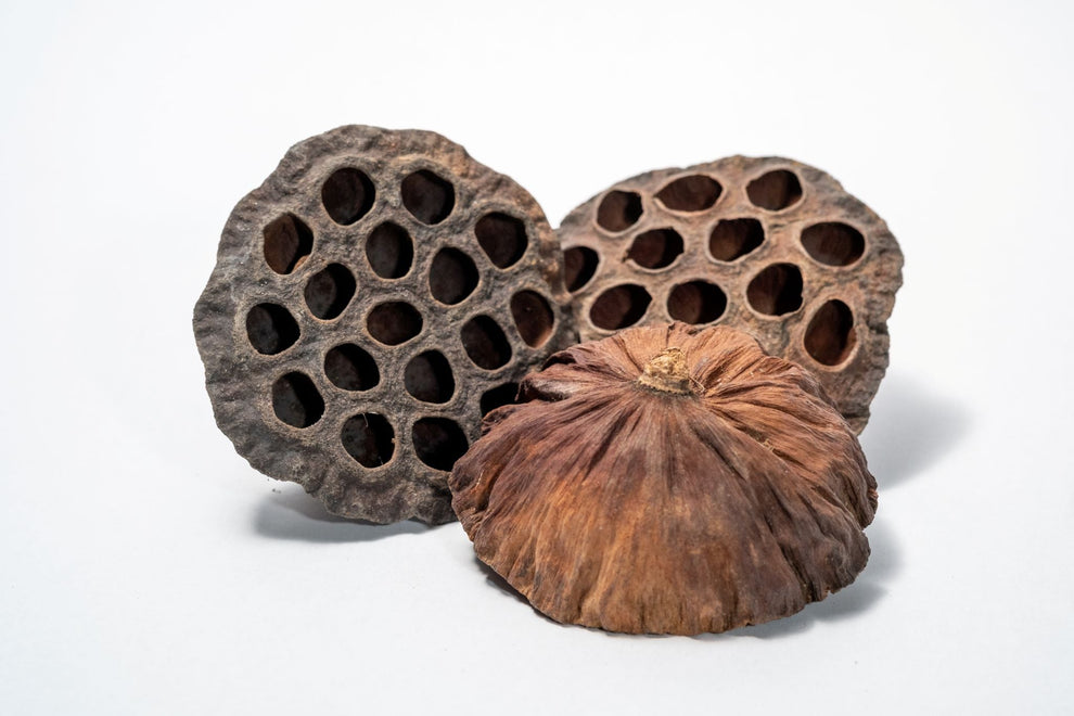 Buy Lotus Seed Pods for Isopods and Shrimp Botanicals – IHEARTBUGS, INC.