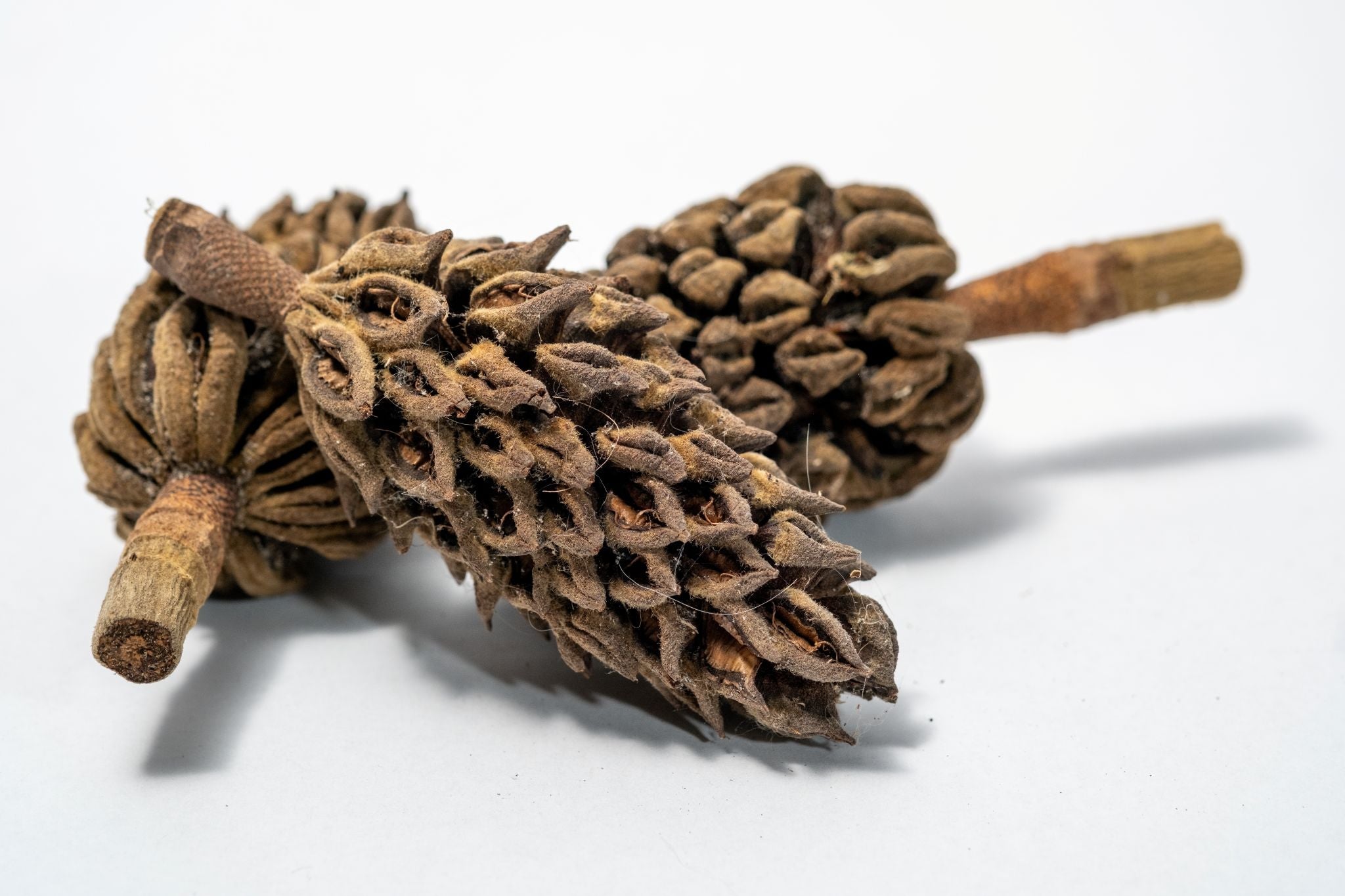 Magnolia Pods For Sale For Isopods and Reptile Tanks – IHEARTBUGS, INC.
