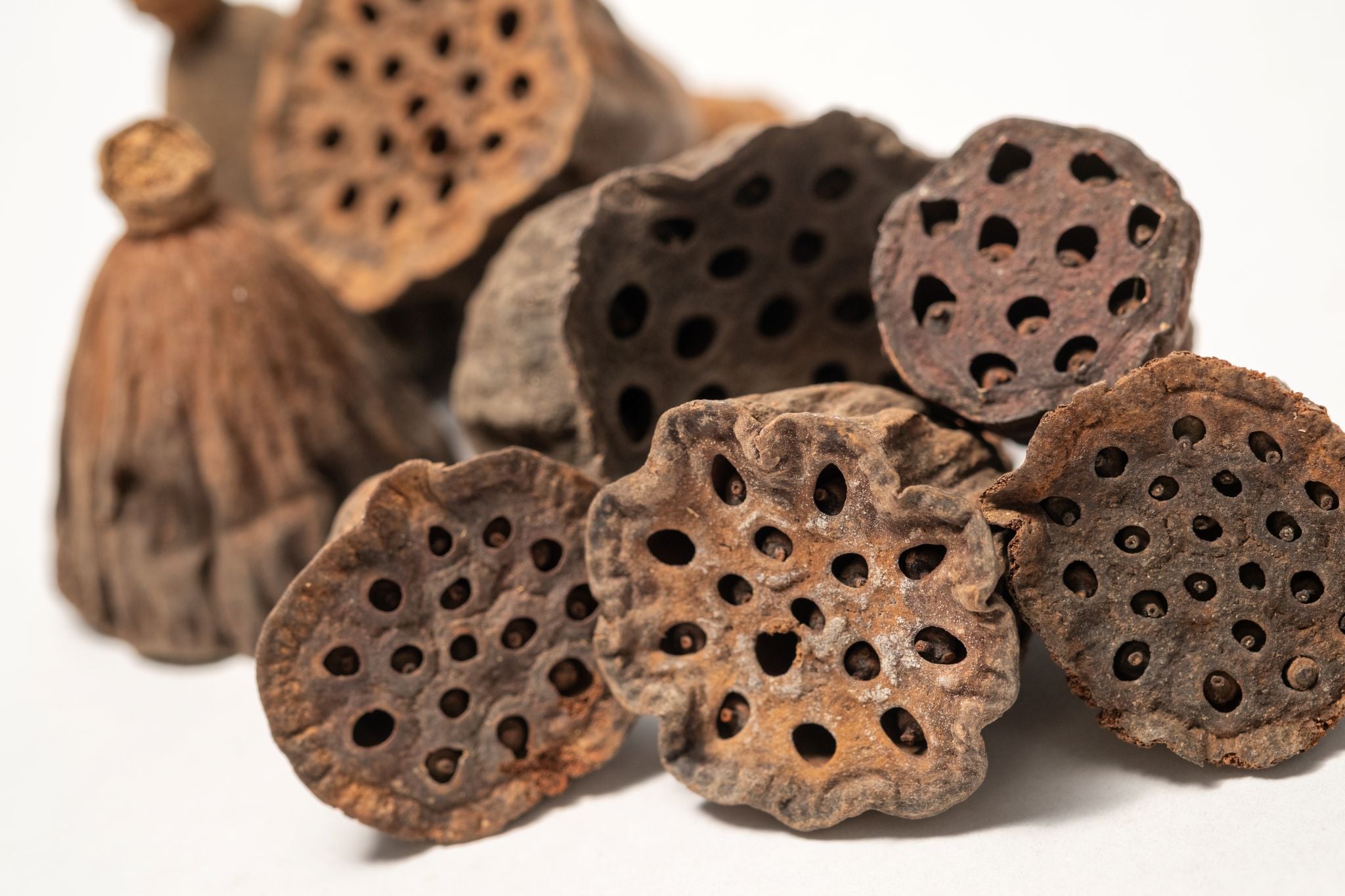 Ram's Horn Seed Pod For Aquariums, Decor, Bioactive Tanks – IHEARTBUGS ...