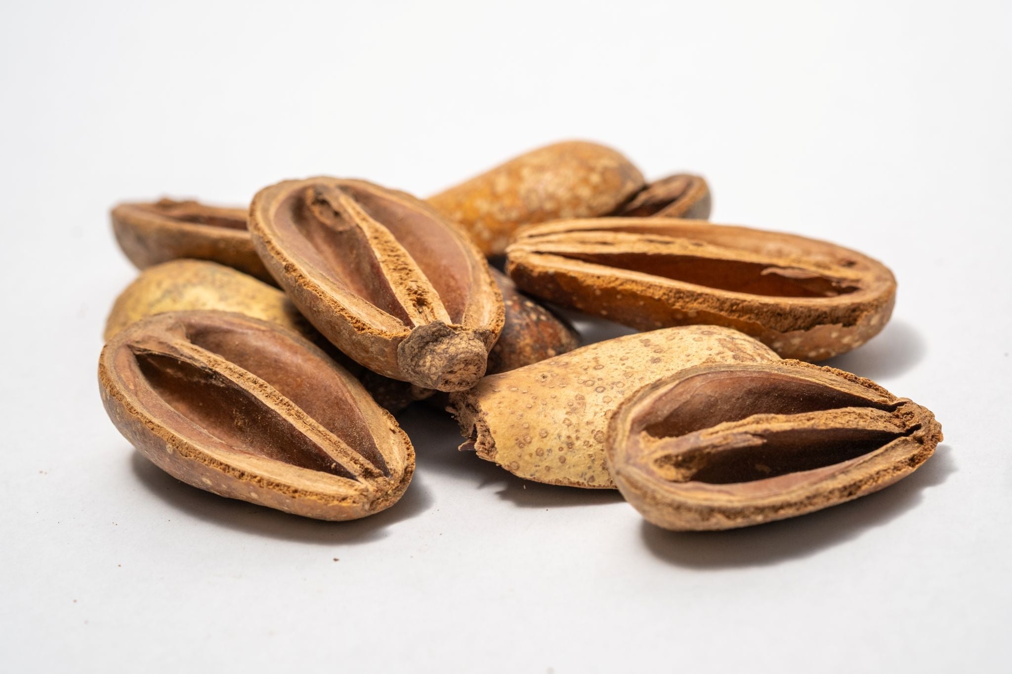 Pear Seed Pods - Easily Harvest Springtails as Feeders – IHEARTBUGS, INC.