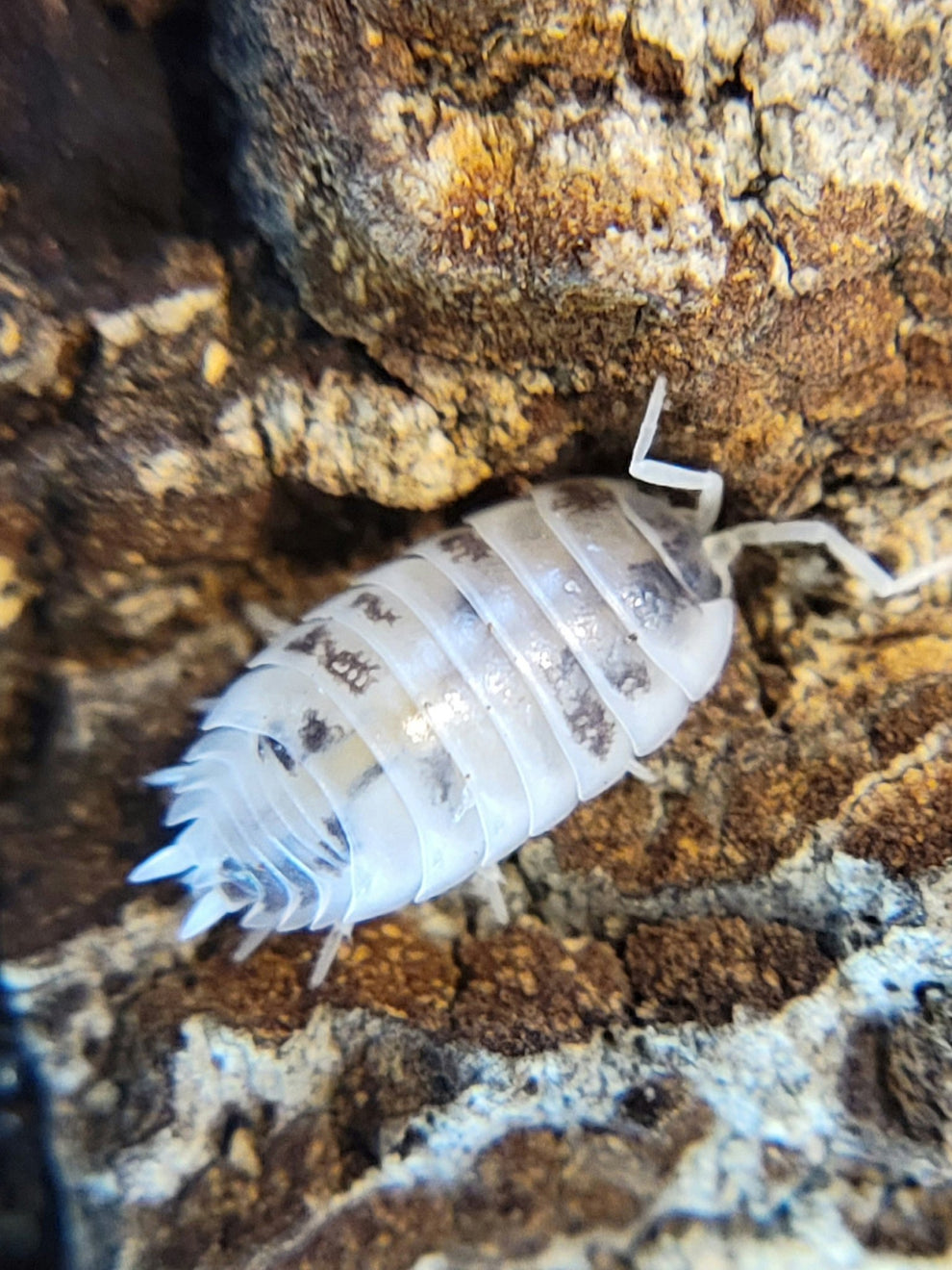 Dairy Cow Isopod P. laevis - Most Popular Beginner Isopod – IHEARTBUGS ...