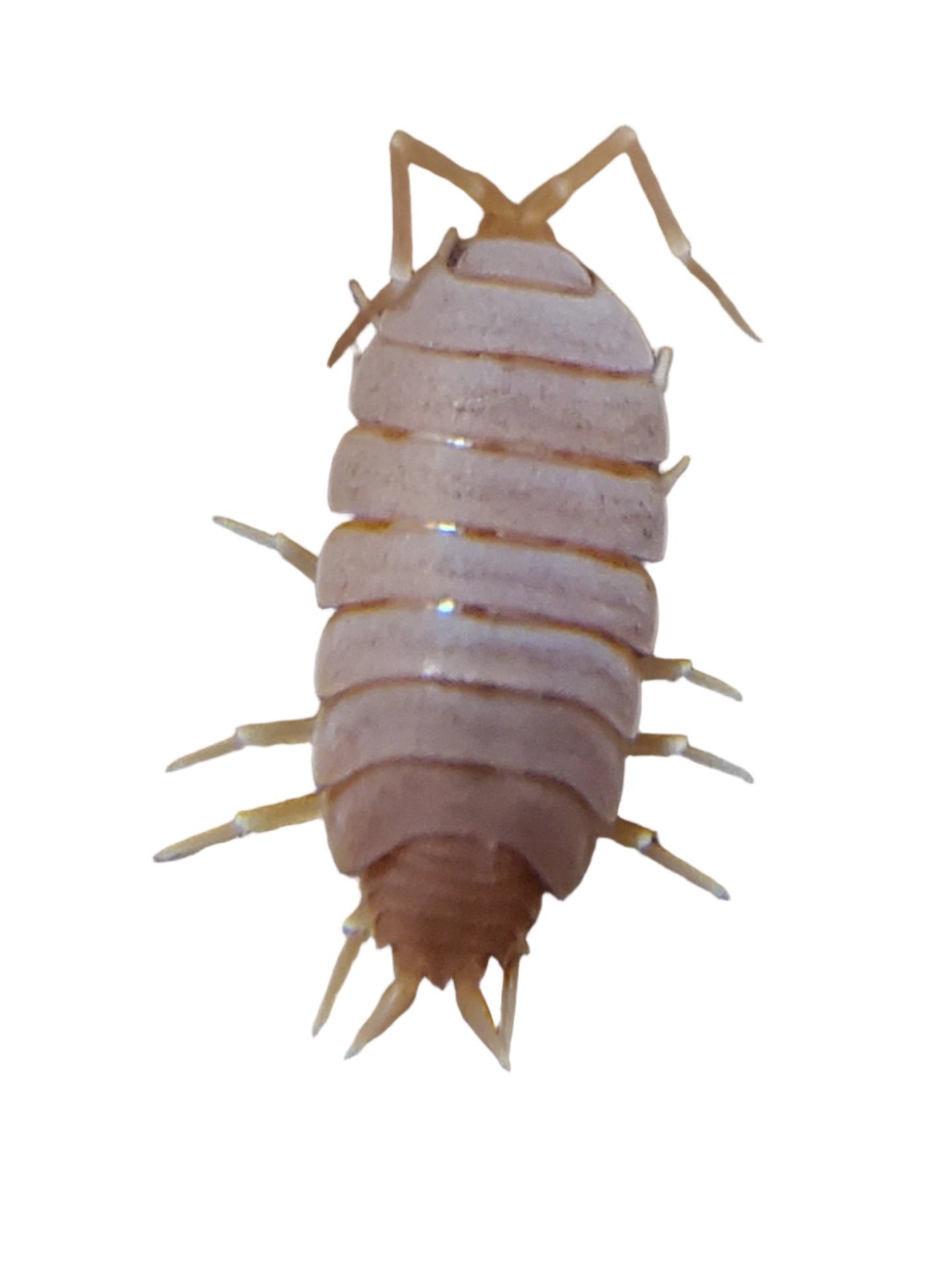 Powder Orange Isopods - Beginner, Semi-Arid, and Safe Isopod ...