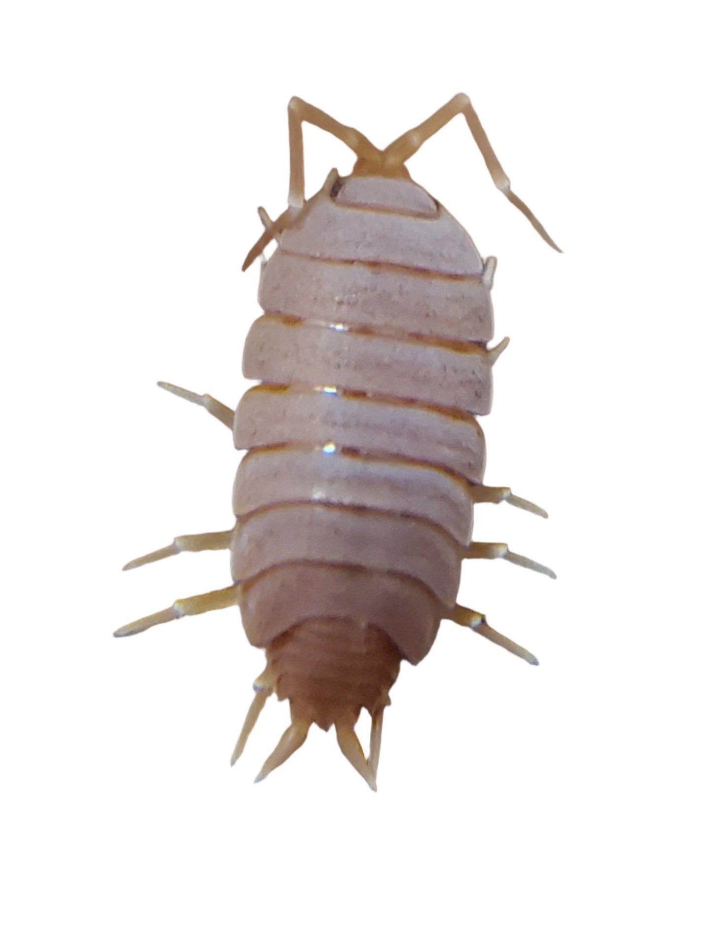 Powder Orange Isopods - Beginner, Semi-Arid, and Safe Isopod ...