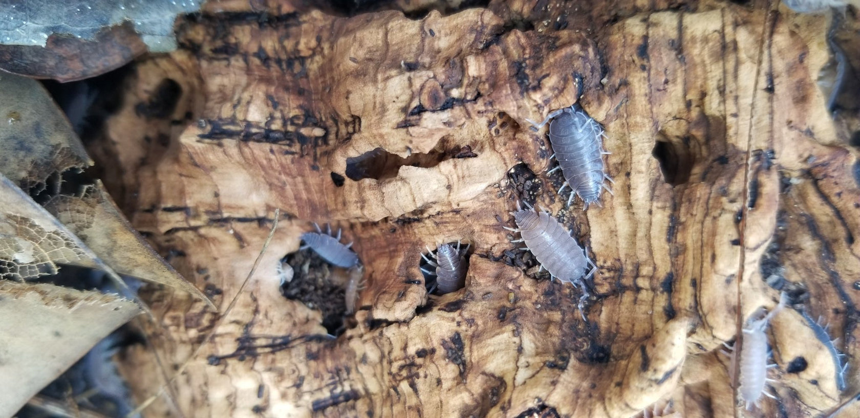 Powder Blue Isopods - Safe Isopod for Bioactive Tanks – IHEARTBUGS, INC.