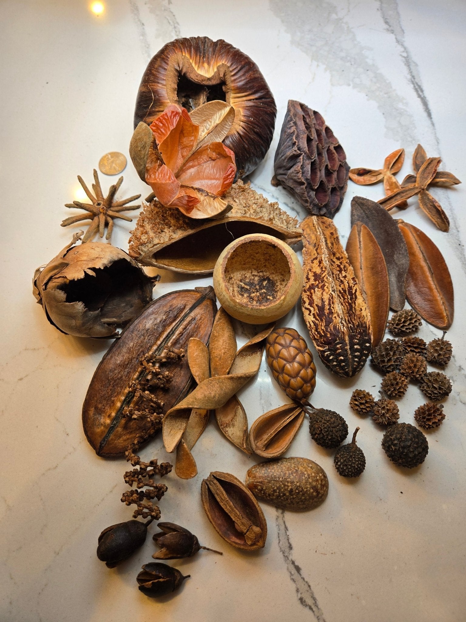 Premium Botanical Seed Pod Pack - Bioactive Seed Pod, Biofilm, Tannins ...