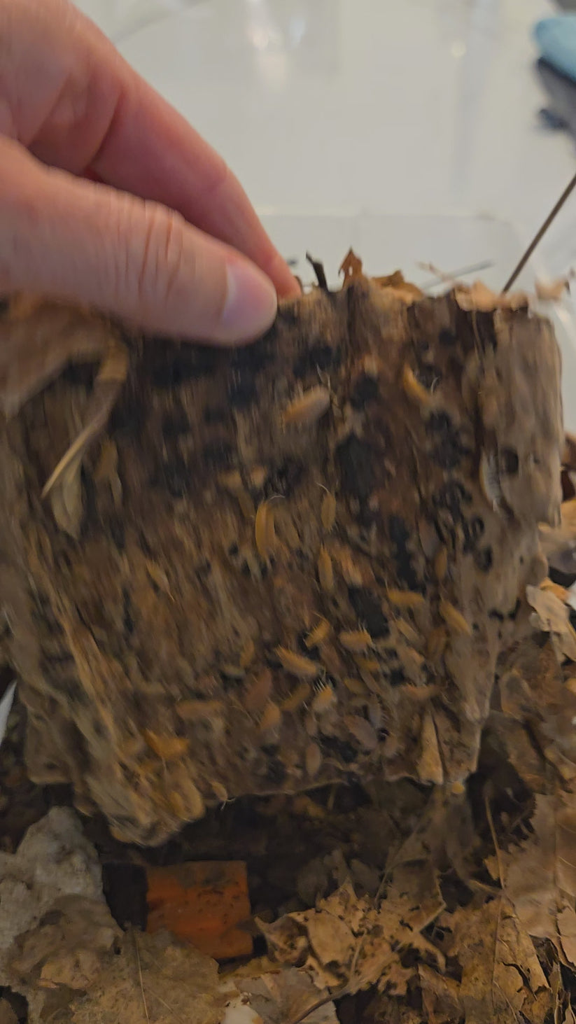 Powder Orange Isopods - Beginner, Semi-Arid, and Safe Isopod ...