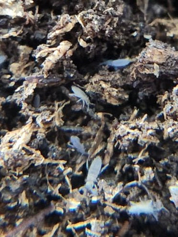 Products – Page 2 – IHEARTBUGS, INC.