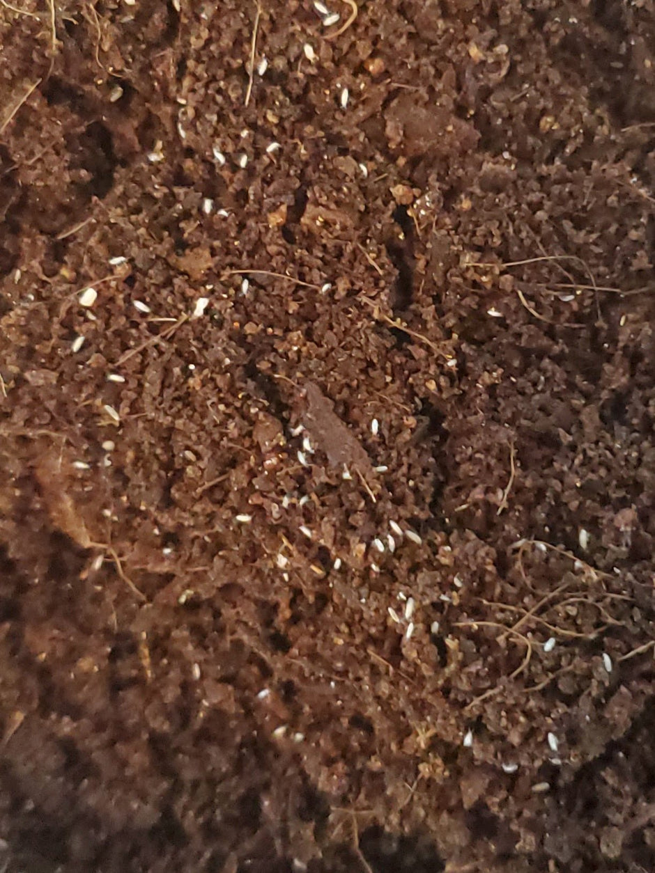 Buy Arid Springtails, Desert Springtails, Humid Springtails ...