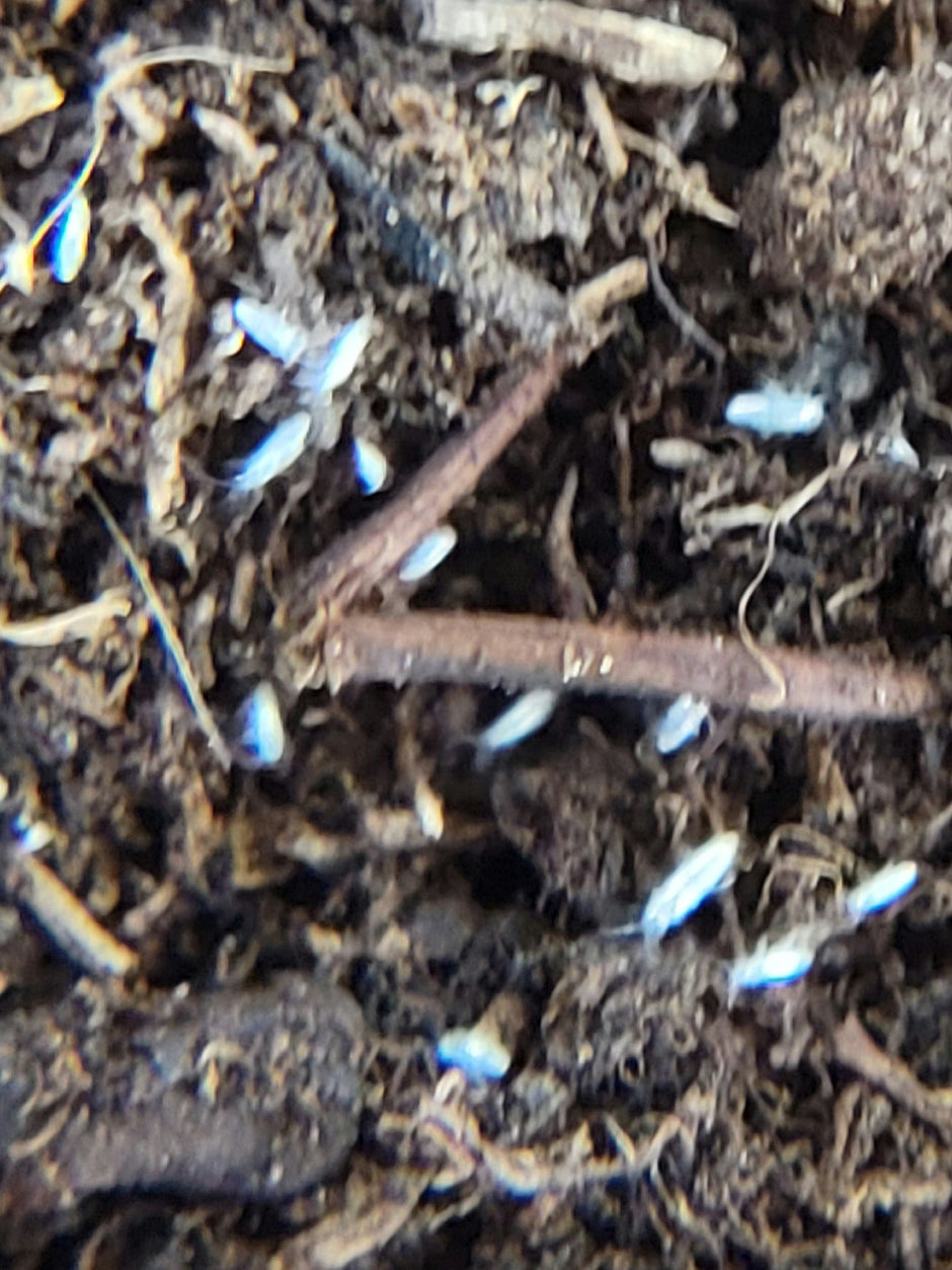 Buy Arid Springtails, Desert Springtails, Humid Springtails ...