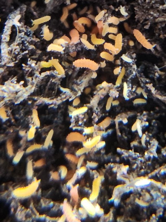 Orange or Protanura Orange Springtails For Sale – IHEARTBUGS, INC.